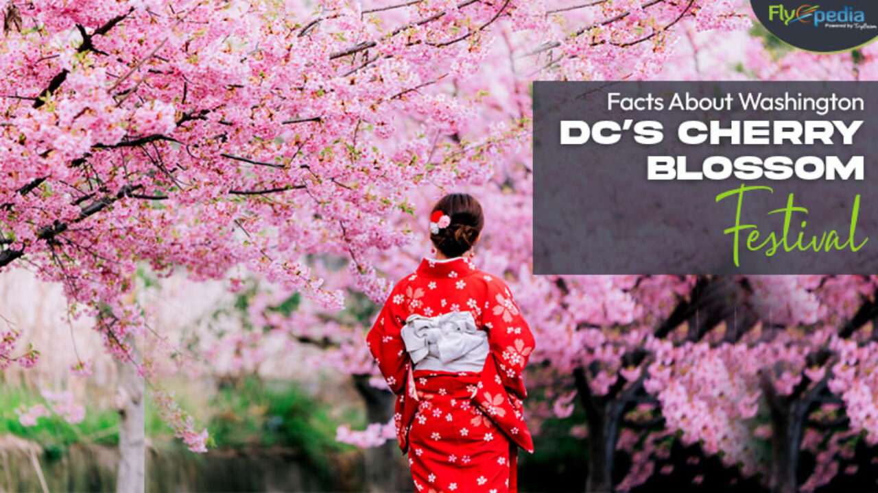 Cherry Blossom Festival Logo The Best Ways To Enjoy A Cherry Blossom